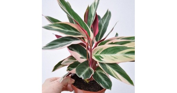 jual Tanaman Calathea Multicolor - HP: 085608566034 jual Tanaman Calathea Multicolor - HP: 085608566034